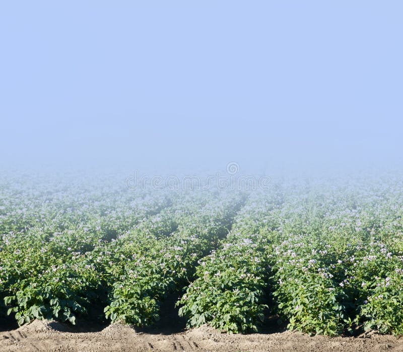 Potato field stock image. Image of crop, healthy, harvest - 32876529