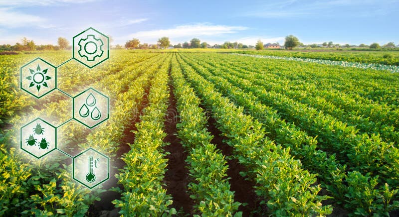 Potato in the Field. High Technologies and Innovations in Agro-industry ...