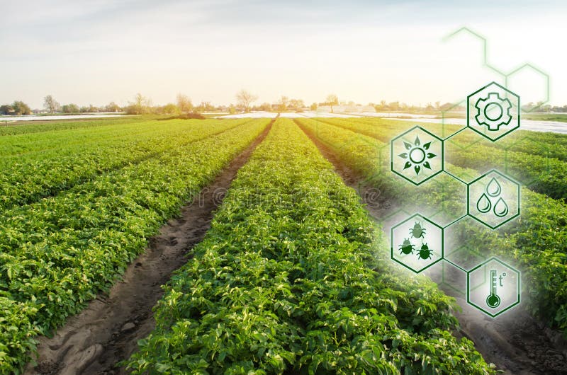 Potato in the Field. High Technologies and Innovations in Agro-industry ...