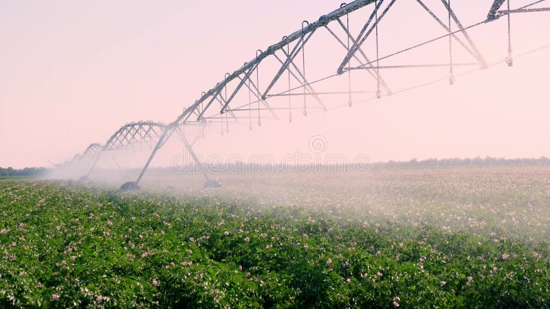 Modern Sprinkler Technology Evenly Distributes Water for Consistent ...