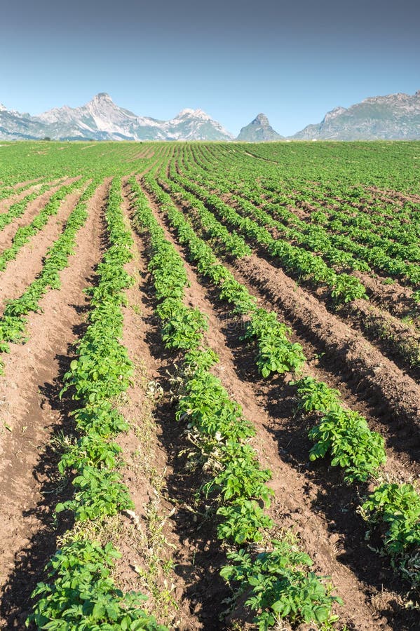 Potato field stock photo. Image of agriculture, organic - 56341310