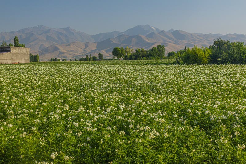 Potato Field Near Hamadan, Ir Stock Image - Image of plant, farmland ...