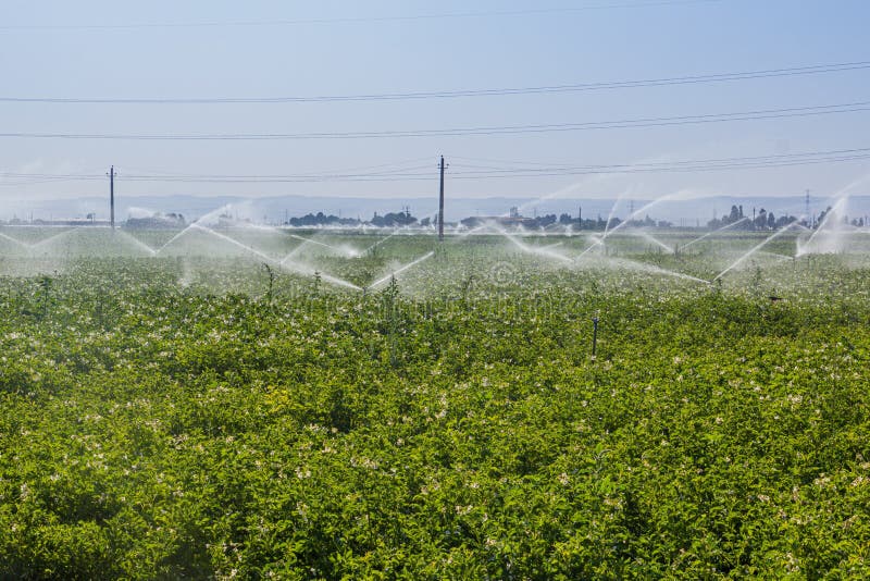 Potato Field Near Hamadan, Ir Stock Image - Image of natural, land ...