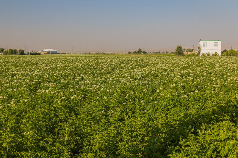 Potato Field Near Hamadan, Ir Stock Photo - Image of healthy, gardening ...