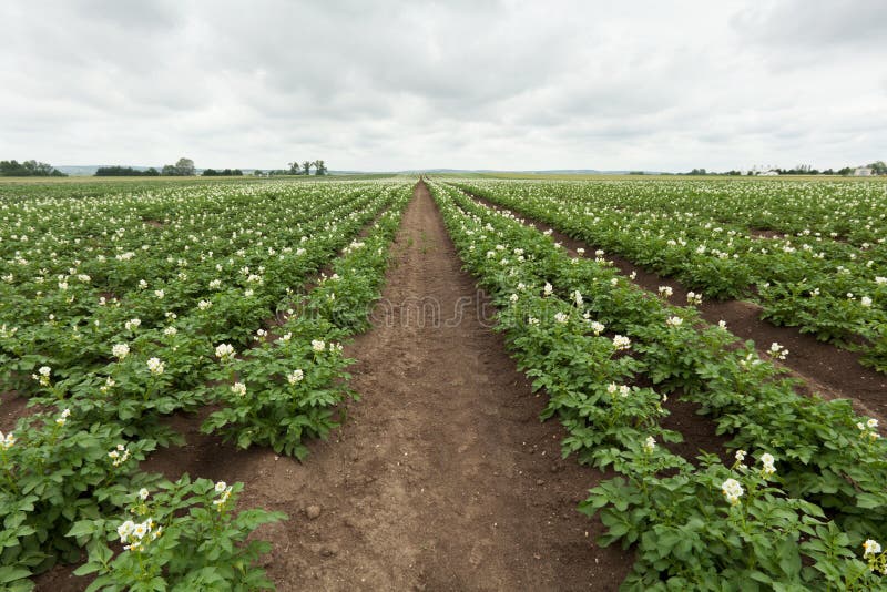 Potato field with plants stock image. Image of food, field - 25251603