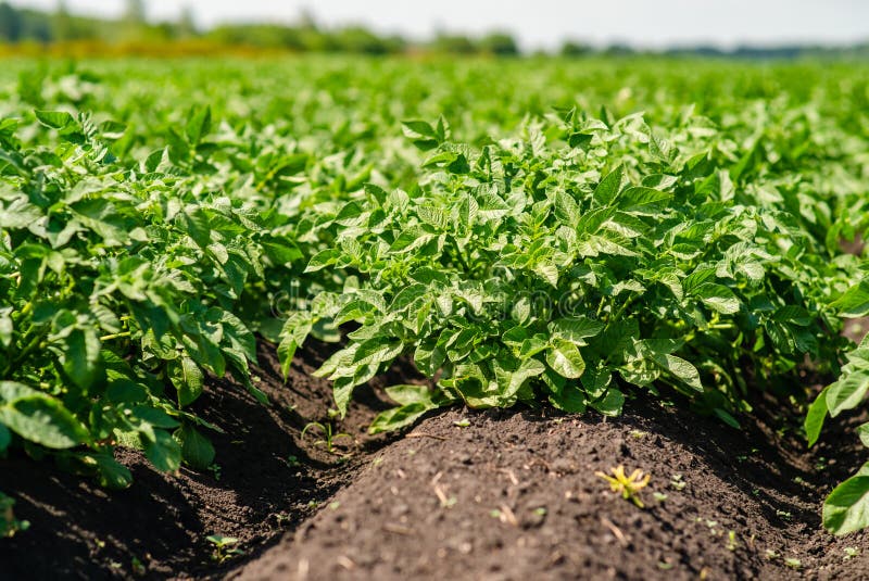 Potato Field Rows with Green Bushes, Close Up. Stock Photo - Image of ...
