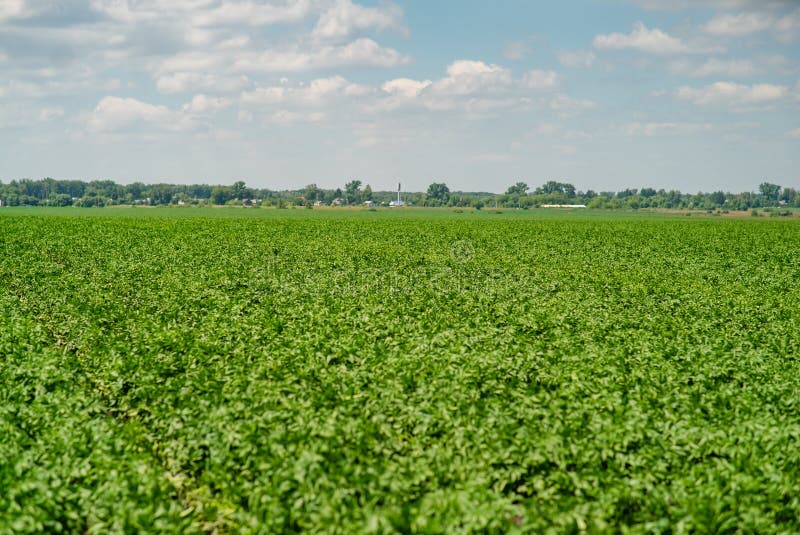 Potato Field Rows with Green Bushes, Close Up. Stock Image - Image of ...