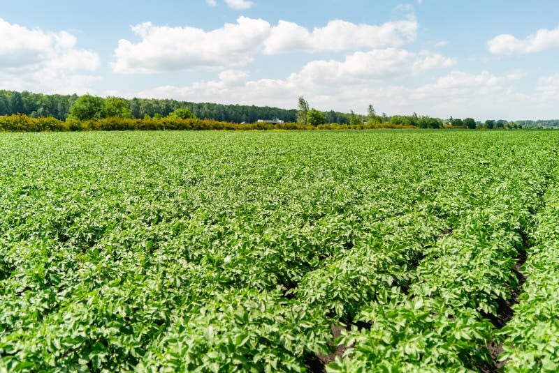 Potato Field Rows with Green Bushes, Close Up. Stock Image - Image of ...