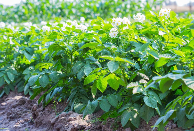 Potato field stock photo. Image of land, summer, brown - 131987898