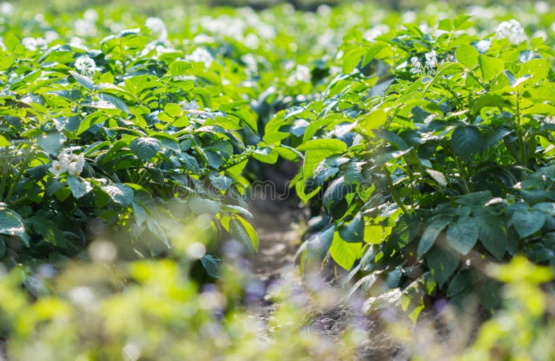 Potato field stock photo. Image of summer, farming, plow - 131987986