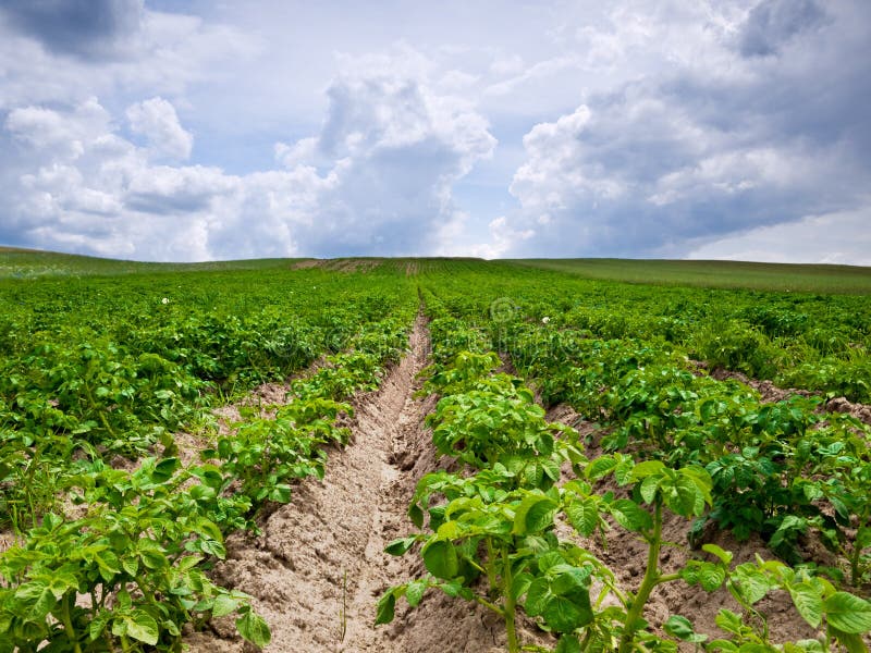 Potato field stock image. Image of rural, potato, field - 179978675
