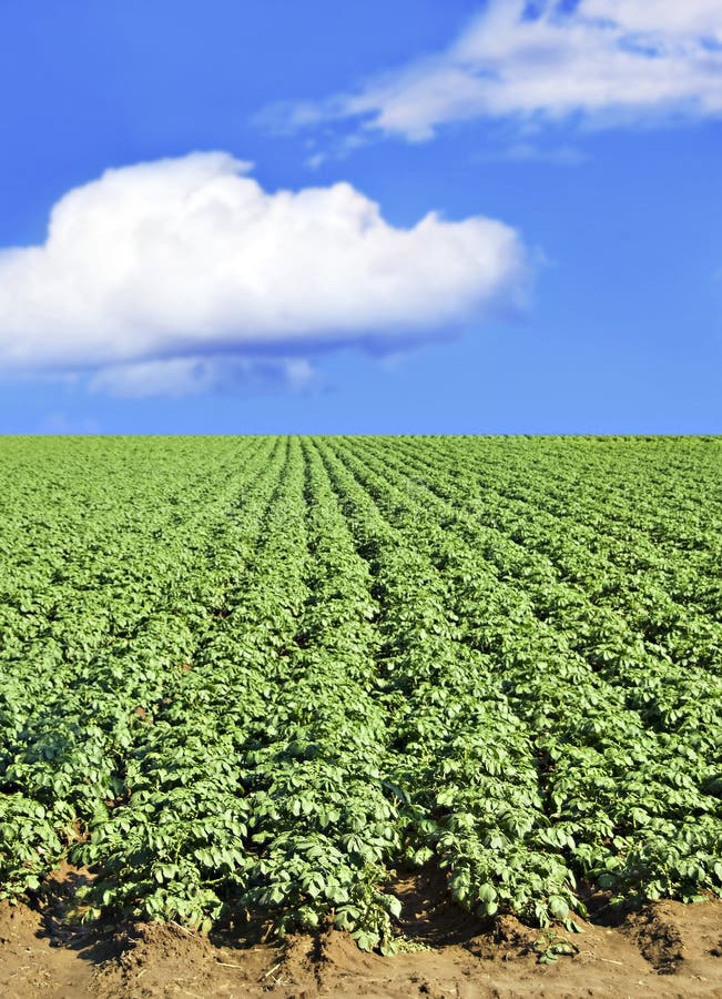 Soybean field stock image. Image of agriculture, legume - 25980039