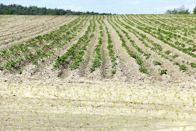 Potato field, spring stock image. Image of growth, leaf - 69027003