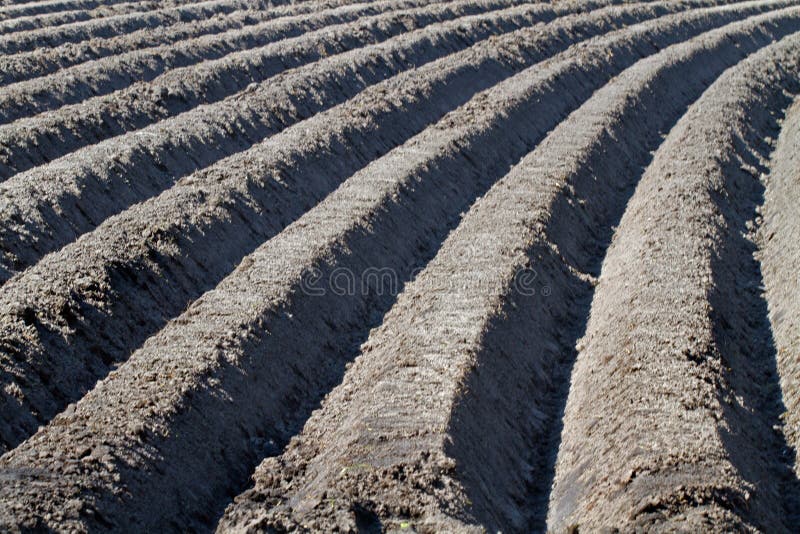 Cultivation of Potatoes in Russia. Landscape with Agricultural Fields ...