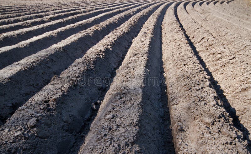 Cultivation of Potatoes in Russia. Landscape with Agricultural Fields ...