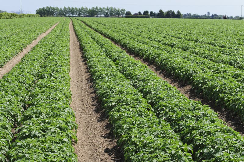 Potato and Wheat Field stock photo. Image of soil, growing - 32057182