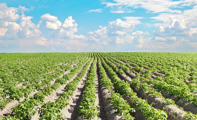 Potato Field Under Beautiful Sky Stock Image - Image of landscape ...