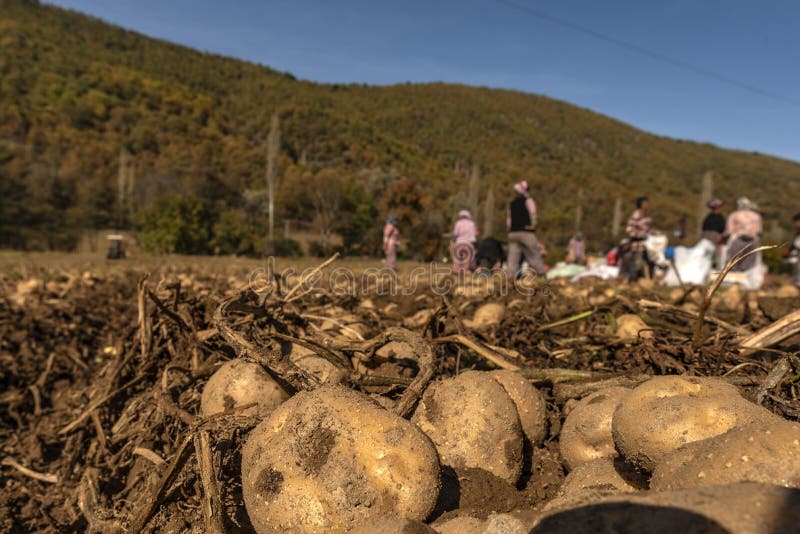 Potato Field and Workers Working in the Harvest Stock Image - Image of ...