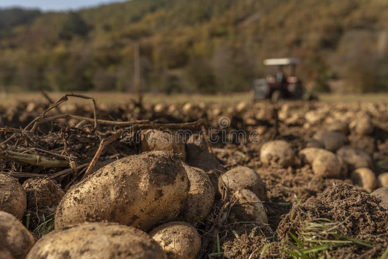 Potato Field and Workers Working in the Harvest Stock Image - Image of ...
