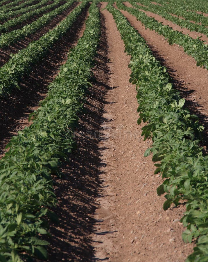 Potato field stock photo. Image of vegetable, growth - 13954730