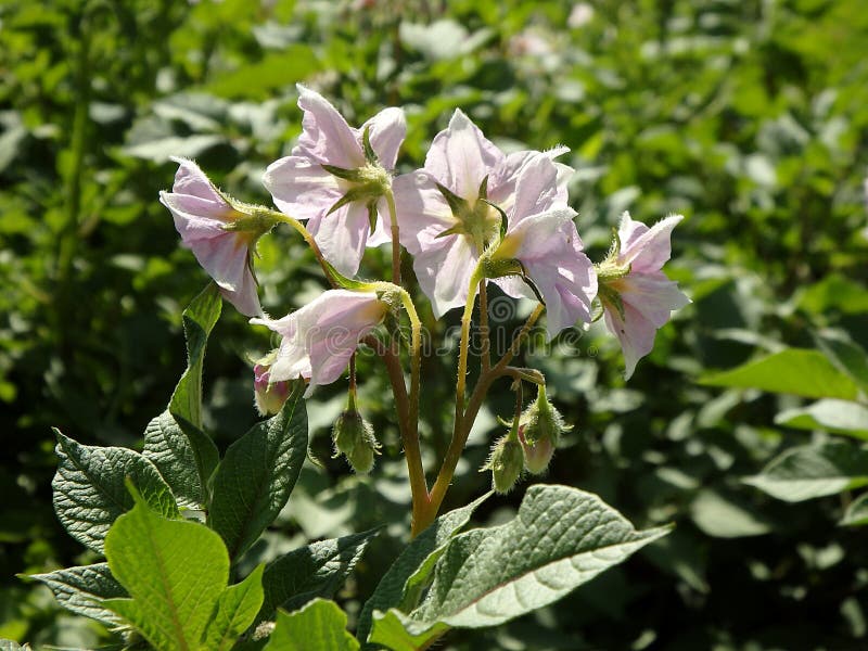 Potato Flower on Green Background Stock Photo - Image of color ...