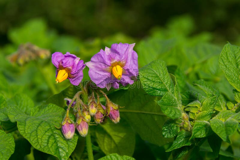 Potato flower stock image. Image of flower, color, leaf - 103442983