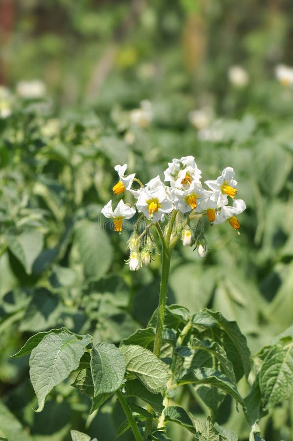 Potato flower stock image. Image of crop, food, blooming - 93810199