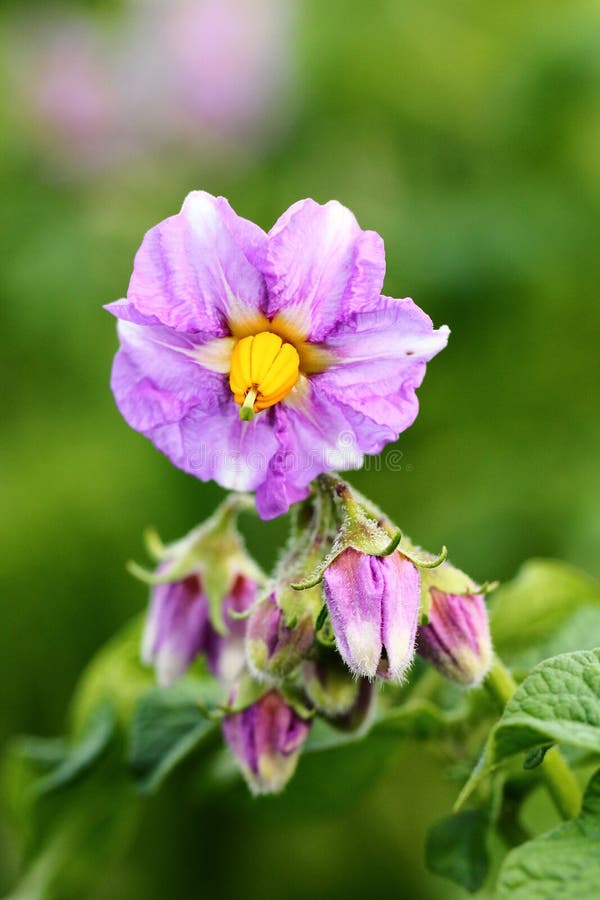 Potato flower stock image. Image of potato, pistil, biology - 42547337