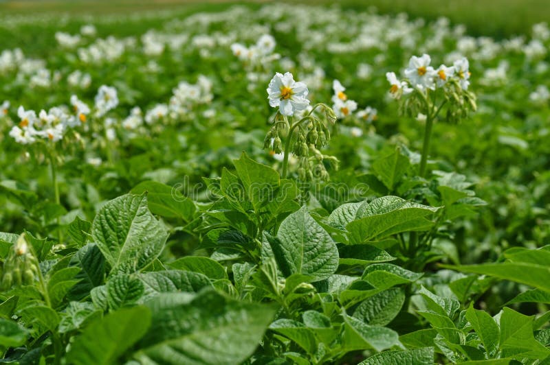 Potato stock image. Image of organic, potato, rural, tuberosum - 48789173