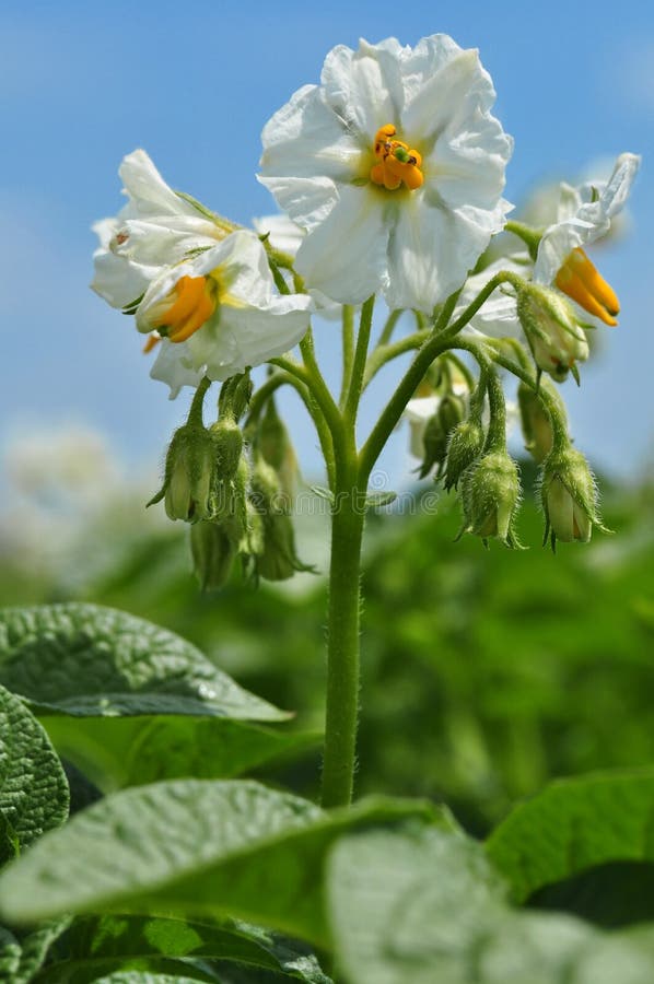 Potato stock image. Image of biologically, agricultural - 48789223