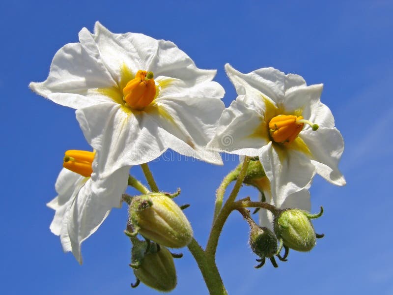 The Potato Flowers Blooming in the Field, Close-up Stock Photo - Image ...