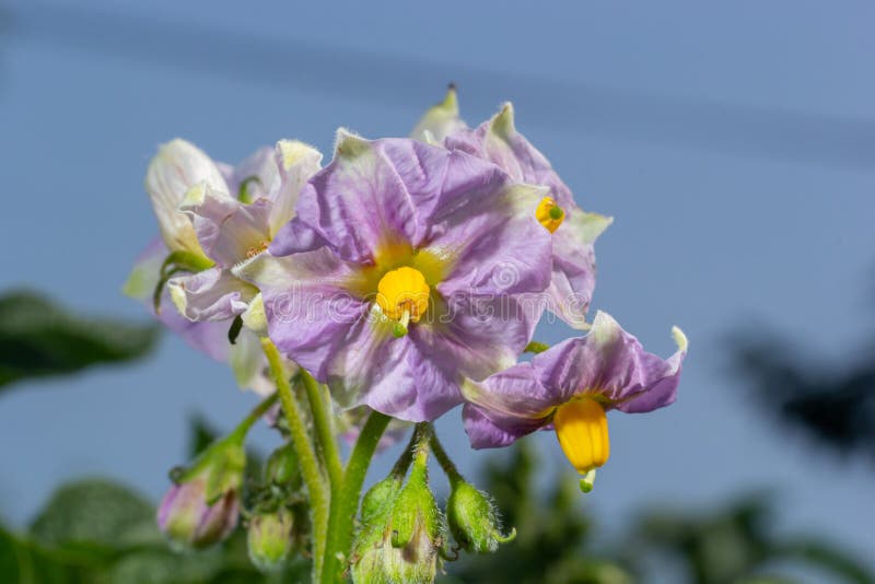 The Potato Flowers Blooming in the Field, Close-up Stock Photo - Image ...