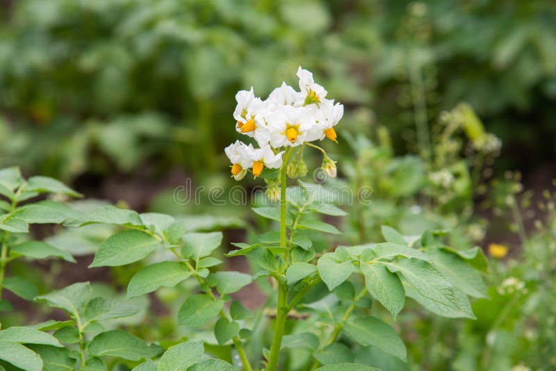 Potato Flowers on a Potato Field. Stock Photo - Image of gardening ...