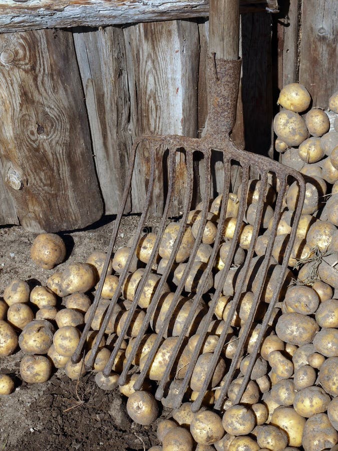 Potato fork 2 stock photo. Image of tool, country, garden - 34054124