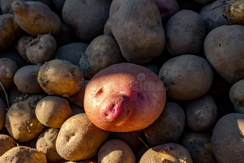 Potato Fruit in the Form of a Face Stock Photo - Image of crop, summer ...