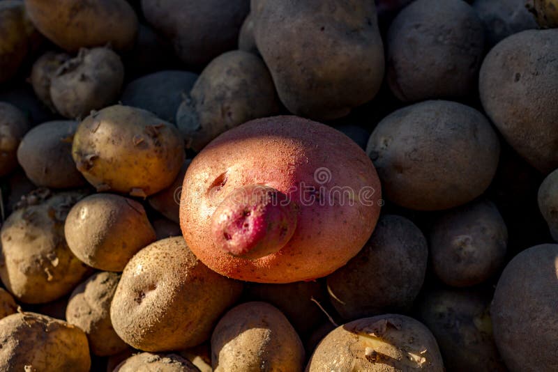 The Potato Fruit is the Part of the Potato Plant that after Flowering ...