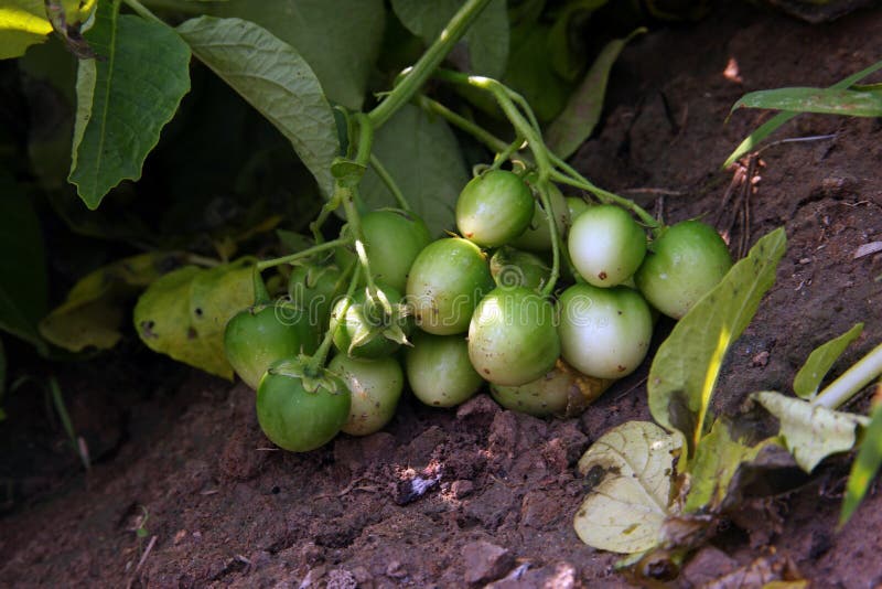 Potato Fruit Set in Production Field Stock Image - Image of agronomy ...