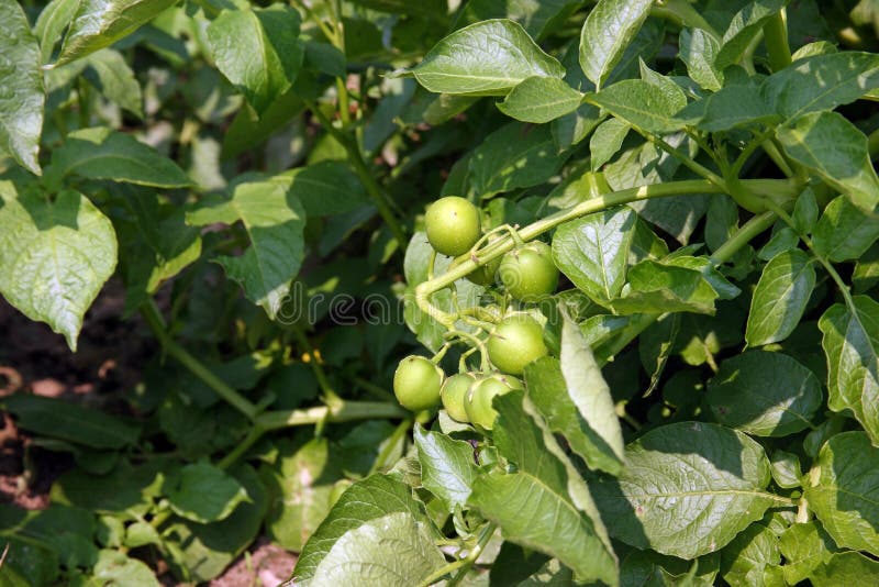 Potato Fruit Set in Production Field Stock Image - Image of field ...