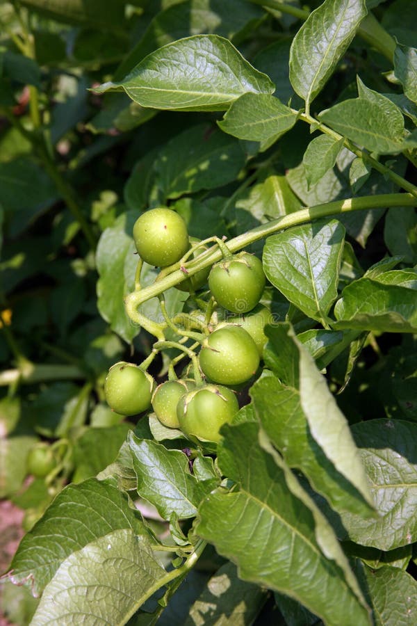 Potato Fruit Set in Production Field Stock Image - Image of garden ...