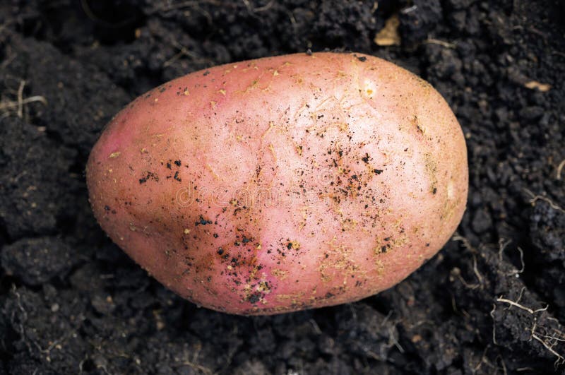 Potato on the ground stock photo. Image of healthy, diet - 70067522