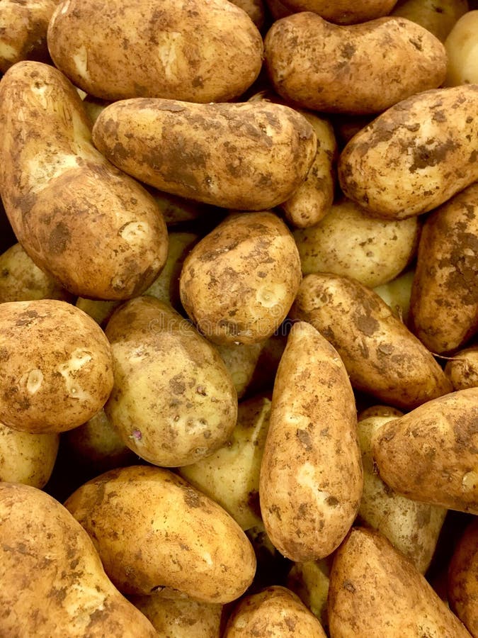 Potato stock photo. Image of ground, cooking, potato - 94015558