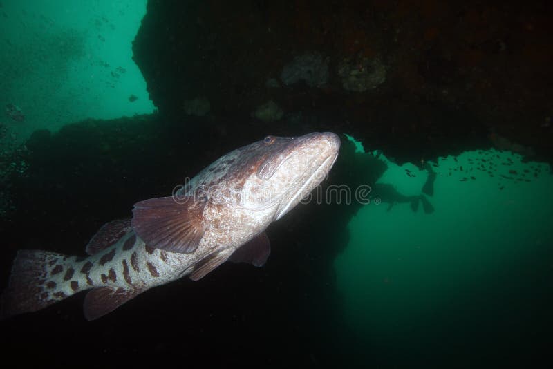 The Potato Grouper Epinephelus Tukula, Also Called the Potato Cod or ...