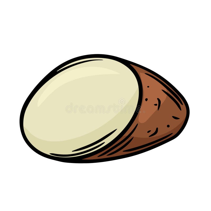 Potato Half Line Drawing Isolated on White Background Stock Vector ...