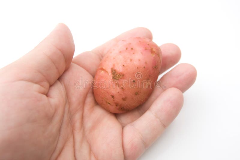 Potato stock photo. Image of vegetables, field, closeup - 128558660