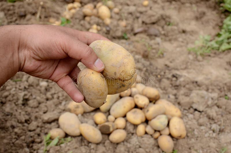 The Potato in Hand and Bunch the Potato on the Clay in the Farm Stock ...