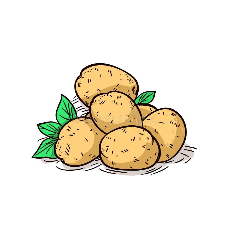 Potato Hand-drawn Illustration. Potato. Vector Doodle Style Cartoon ...