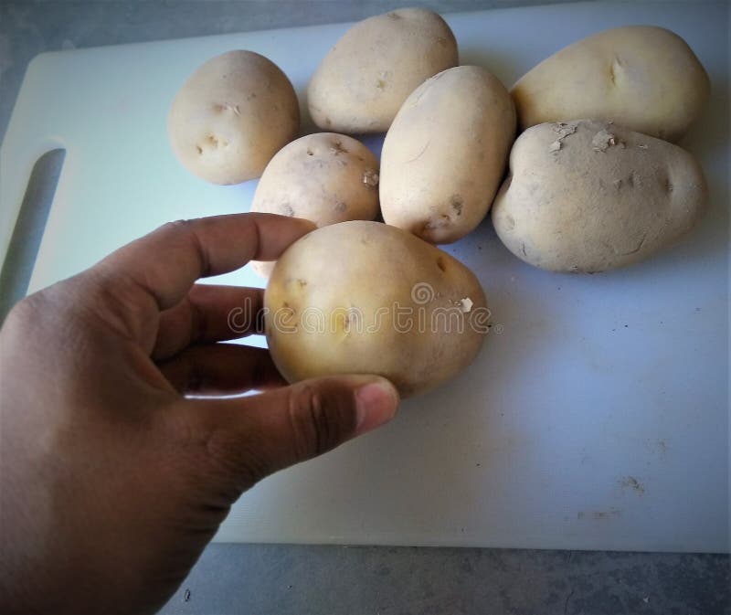 Potato in a hand stock photo. Image of natural, chopper - 111665464