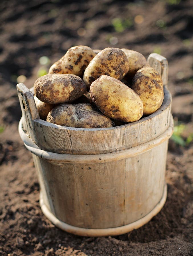 Potato harvest stock image. Image of vegetables, harvesting - 3236739