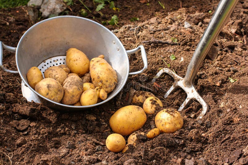 Potato Harvest with Bar Spade Stock Image - Image of brown, earth: 37621533