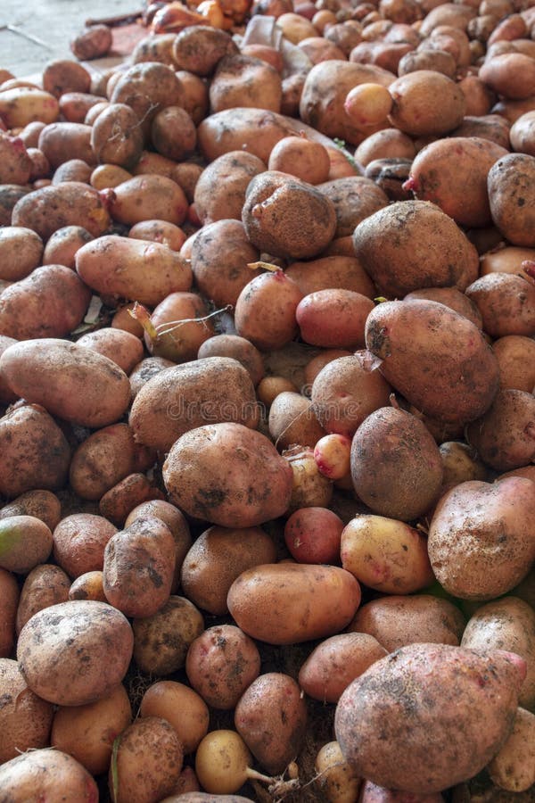 Potato Harvest in the Cellar As a Background Stock Photo - Image of ...